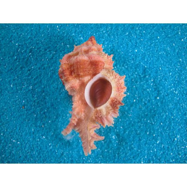 ウタヒメセンジュChicomurex gloriosus Philippine　5,13cm F++/GEM