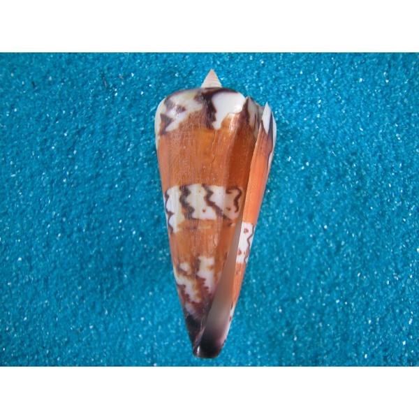 アカシマミナシイモConus generalis Philippine 5,72cm F++/GEM