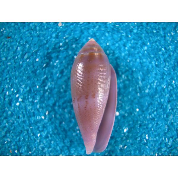 ドングリイモConus glans Solomon Is, 2,40cm F++/GEM