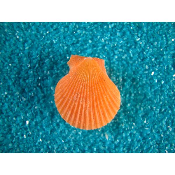 オイワイヒオウギSpathochlamys benedicti Brasil　1,59cm  F++/GEM