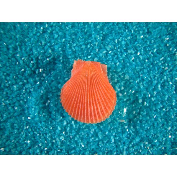 オイワイヒオウギSpathochlamys benedicti Brasil　1,36cm  F+++