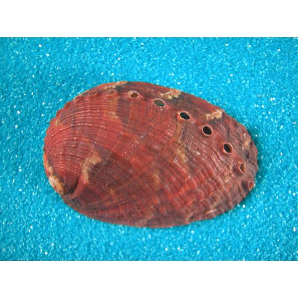 ツヅレトコブシ Haliotis squamata Australia 5,95cm F++/GEM