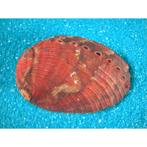 ツヅレトコブシ Haliotis squamata Australia 5,20cm F++/GEM