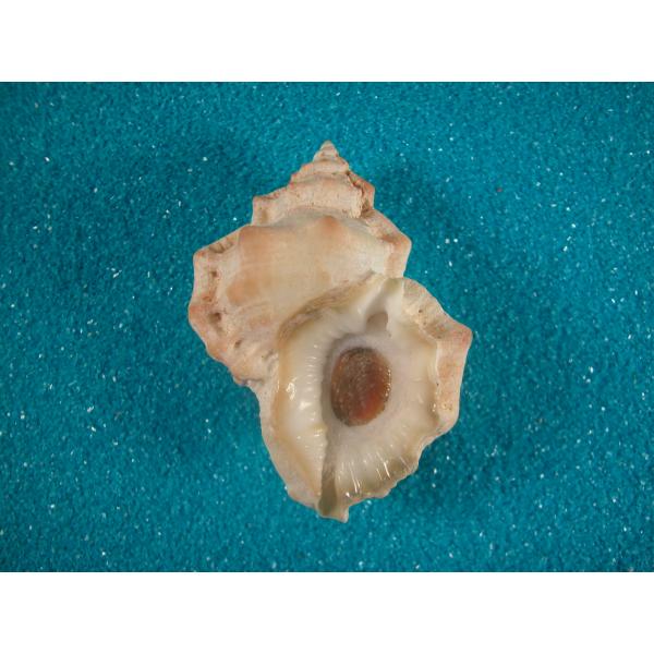 カシュウナルトボラBursa californica Mexico 5,62cm F+++ w/o