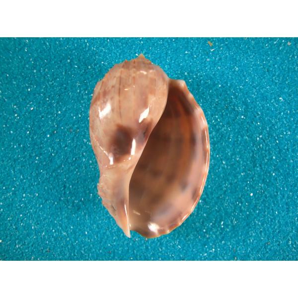 スベリショッコウラHarpa crenata Panama　5,60cm F++/GEM