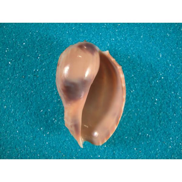 スベリショッコウラHarpa crenata Panama　5,28cm F++/GEM