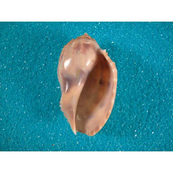 スベリショッコウラHarpa crenata Panama　5,20cm F++/GEM