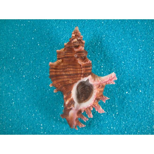 ハバヒロセンジュガイChicoreus steeriae Marquesas Islands 6,70cm F++/GEM　w/o　少産