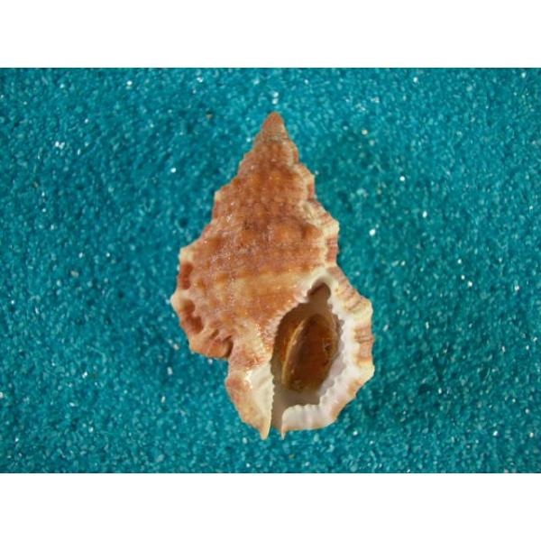 イワカワウネボラBursa granularis　Florida  4,13cm F+++ w/o