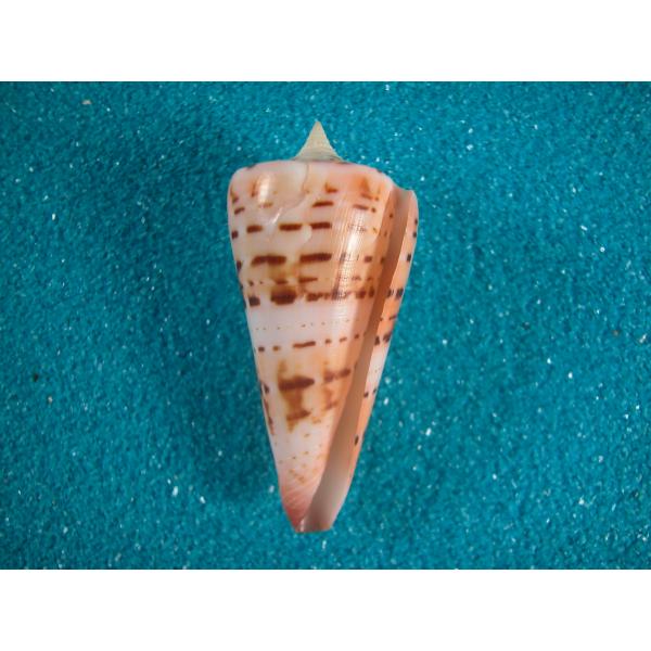 クビカザリイモConus monile India 4,93cm F++/GEM