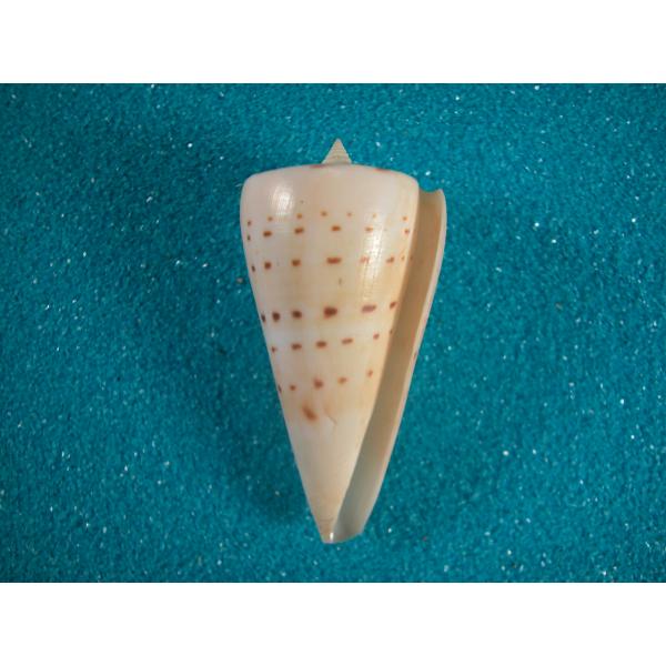 クビカザリイモConus monile India 5,64cm F+++