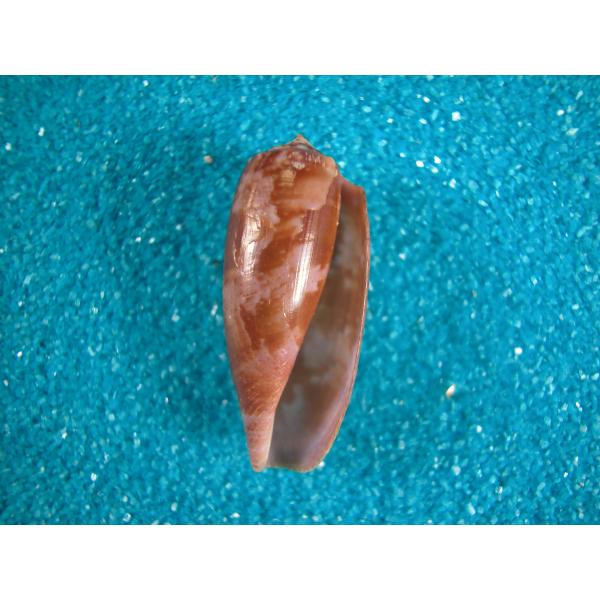 ムラサキアンボイナConus obscurus Marquesas Is, 2,75cm F++/GEM