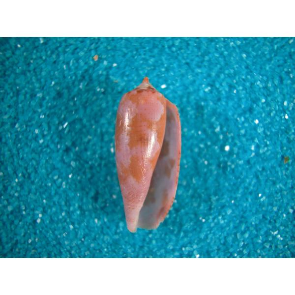 ムラサキアンボイナConus obscurus Marquesas Is, 2,08cm F++/GEM