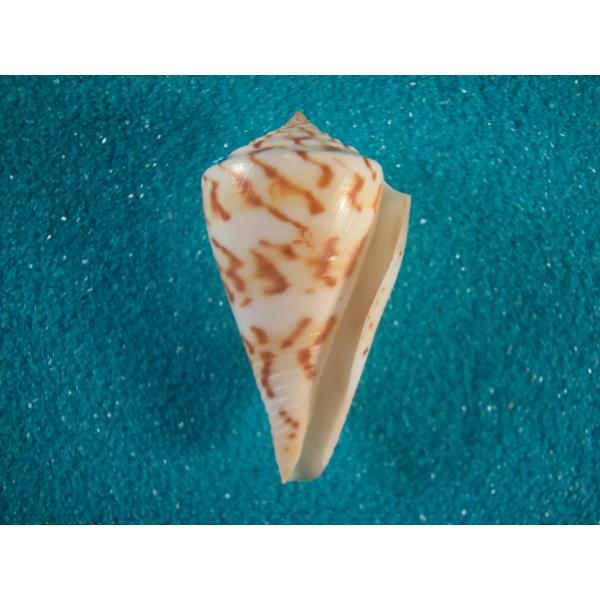 カリブイモConus centurio Colombia　5,05cm  F+++ 薄いライン　  少産