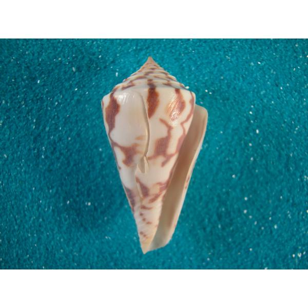 カリブイモConus centurio Colombia　5,2cm  F++ ライン有り   少産