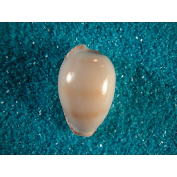 メイコンプトンダカラNotocypraea mayi Australia  2,2cm  F++/GEM
