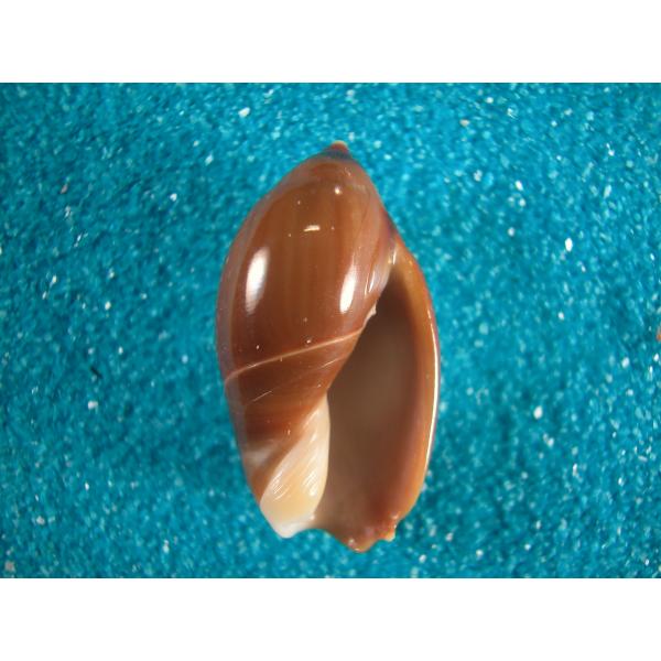 チョコレートボタルAncilla castanea Oman 3,09cm F++/GEM