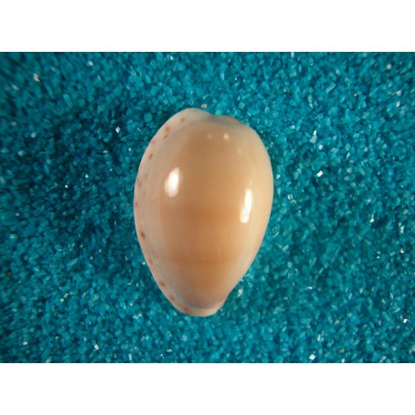 メイコンプトンダカラNotocypraea mayi Australia  2,15cm  F++/GEM