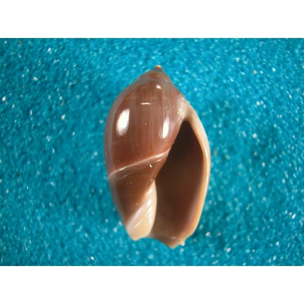 チョコレートボタルAncilla castanea Oman 3,00cm F++/GEM