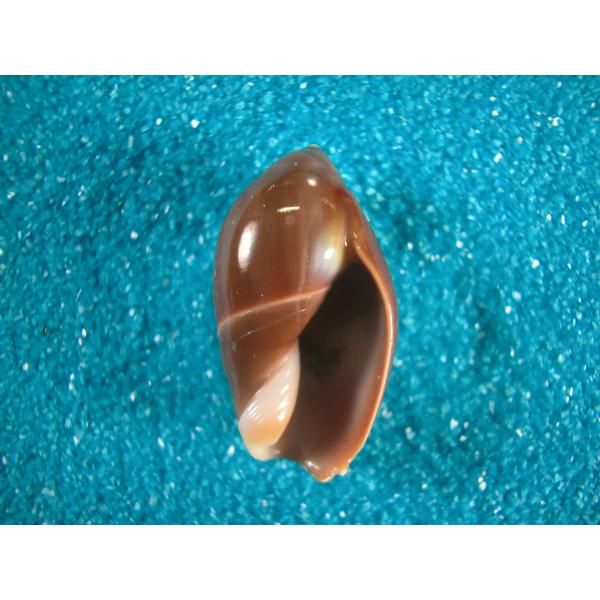 チョコレートボタルAncilla castanea Oman 2,84cm F++/GEM