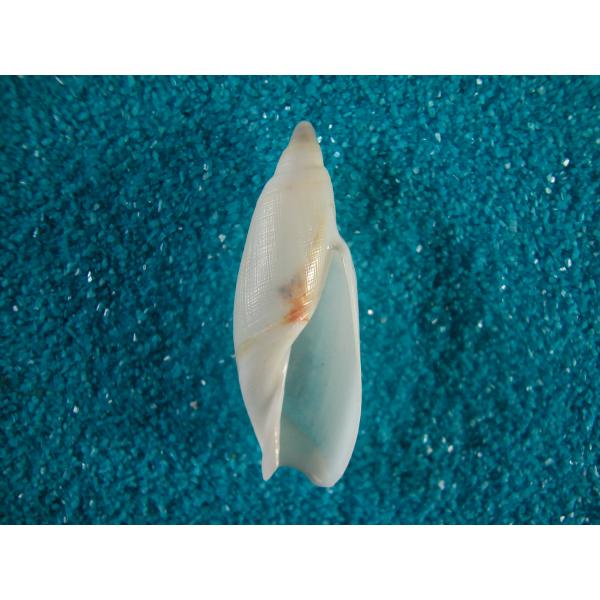 ハゴロモホタルガイAncillista muscae Australia,　3,52cm F++/GEM