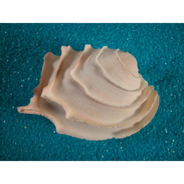 イジンノユメハマグリCallanaitis disjecta Australia, 5,38cm F+++