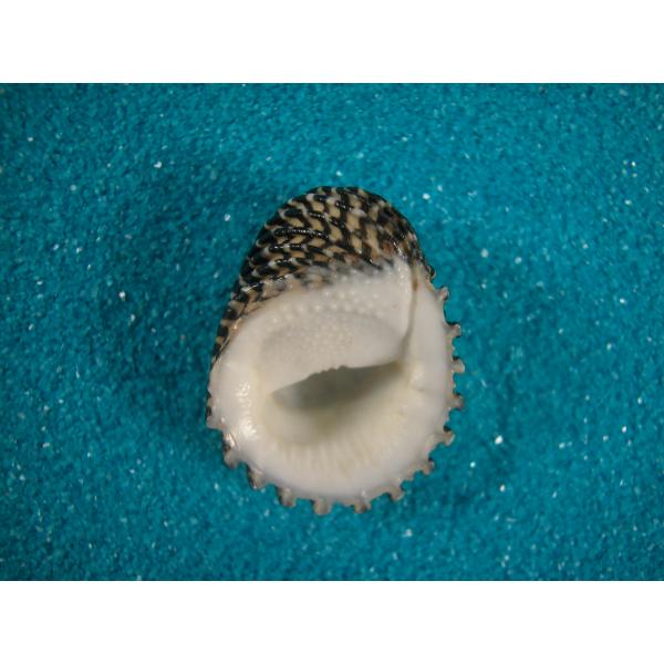 マキミゾアマオブネNerita exuvia Philippines  2,98cm F++/GEM