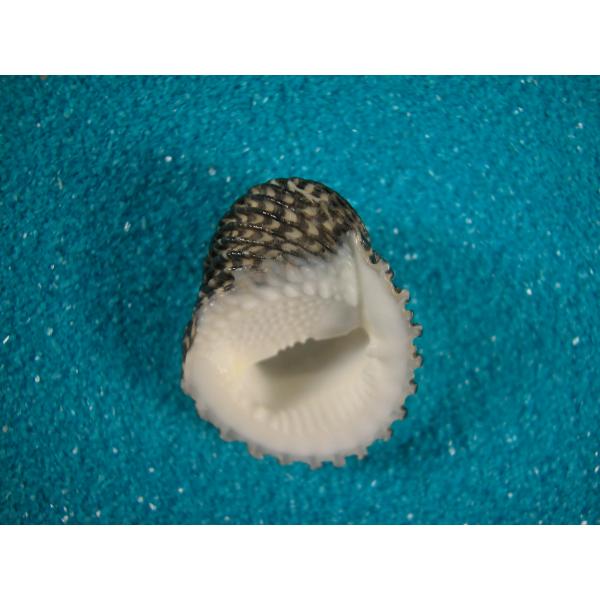 マキミゾアマオブネNerita exuvia Philippines  2,94cm F++/GEM