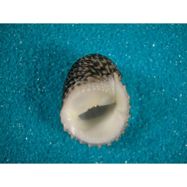 マキミゾアマオブネNerita exuvia Philippines  2,99cm F++/GEM