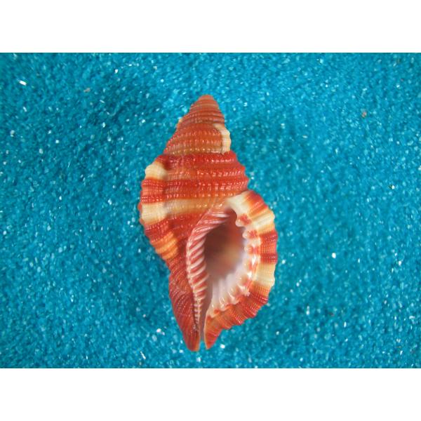 ショウジョウラCymatium (Septa) rubeculum Philippines 3,82cm F++/GEM