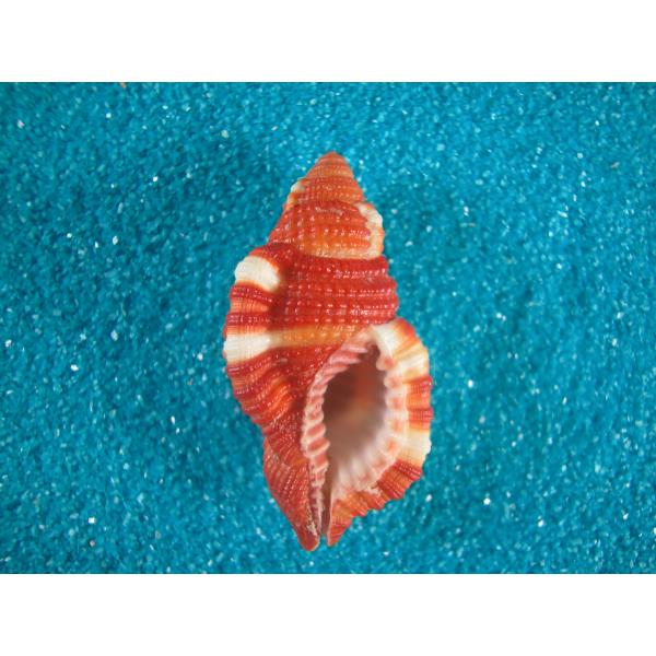 ショウジョウラCymatium (Septa) rubeculum Philippines 3,84cm F++/GEM