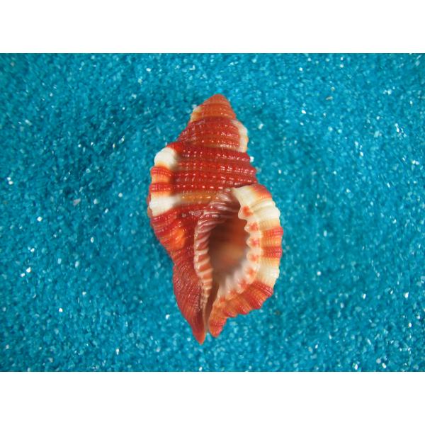 ショウジョウラCymatium (Septa) rubeculum Philippines 3,41cm F++/GEM