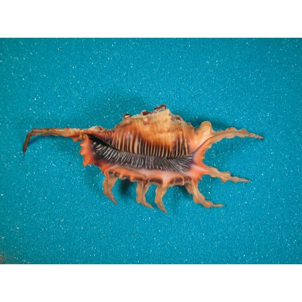 フシデサソリLambis scorpius Philippines　15,20cm F++/GEM