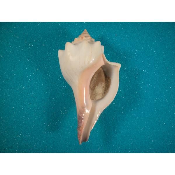 モクレンボラGranolaria salmo Panama11,50 cm F+++