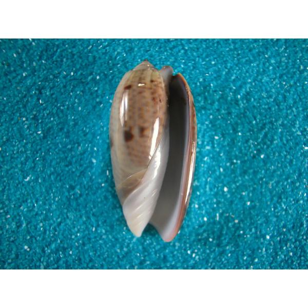 キーンコモンマクラOliva keeni Philippines 3,54cm F++/GEM