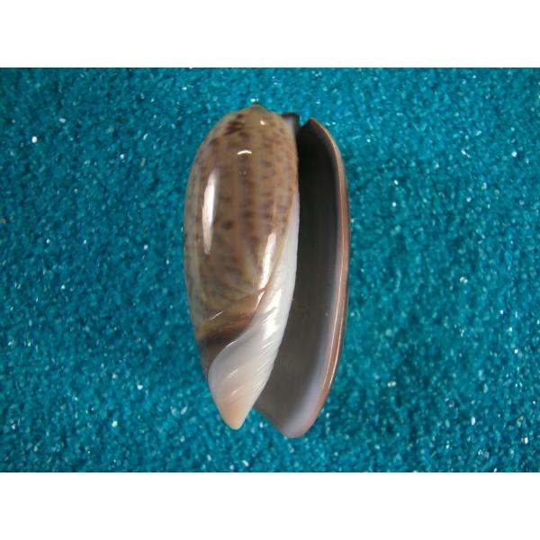 キーンコモンマクラOliva keeni Philippines 3,55cm F++/GEM