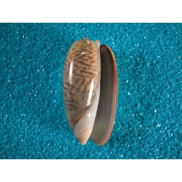 キーンコモンマクラOliva keeni Philippines 3,52cm F++/GEM