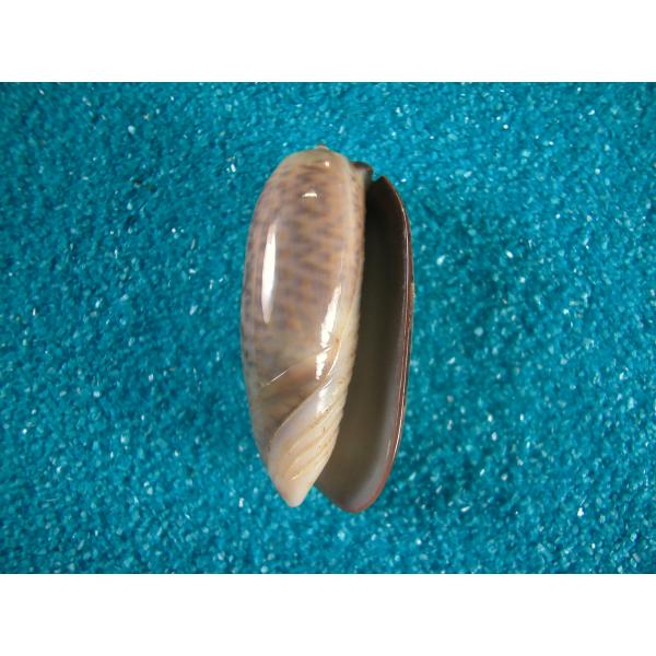 キーンコモンマクラOliva keeni Philippines 3,39cm F++/GEM