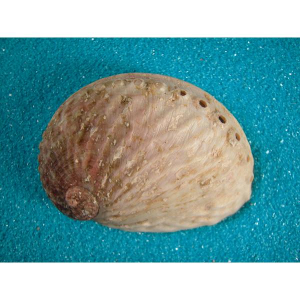 サザナミトコブシHaliotis australis  New Zealand 7,02cm F+++