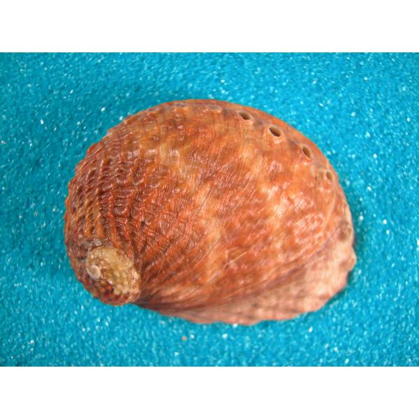 サザナミトコブシHaliotis australis  New Zealand 5,96cm F+++