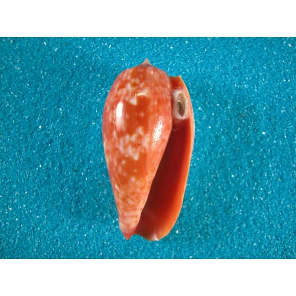 ショウジョウナツメイモConus bullatus f, pongo Indonesia 5,39cm F++/GEM 少産