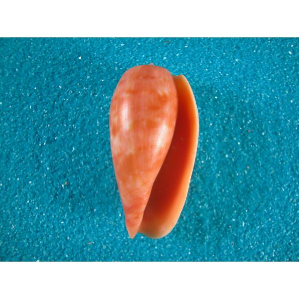 ショウジョウナツメイモConus bullatus f, pongo Indonesia 4,90cm F++/GEM 少産