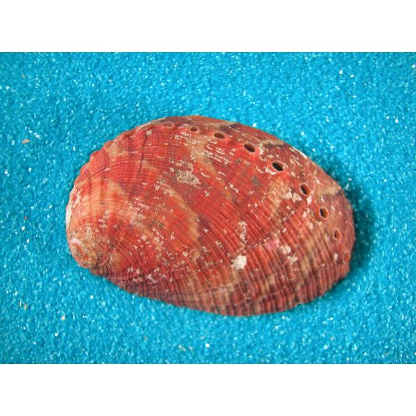 フクトコブシHaliotis diversicolor Taiwan 6,33cm F++/GEM　