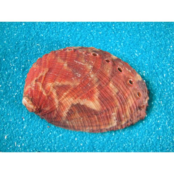 フクトコブシHaliotis diversicolor Taiwan 6,11cm F++/GEM
