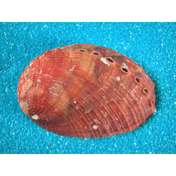 フクトコブシHaliotis diversicolor Taiwan 6,24cm F++/GEM