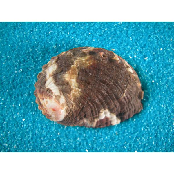 イボアナゴHaliotis varia Indonesia 3,79cm F++/GEM