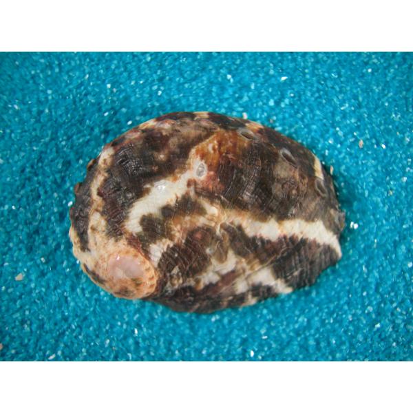 イボアナゴHaliotis varia Indonesia 3,99cm F++/GEM