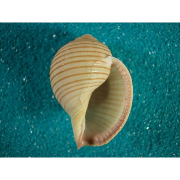 イトマキミヤシロガイEudolium bairdii　Nansha Is, 稀産　3,9cm F++