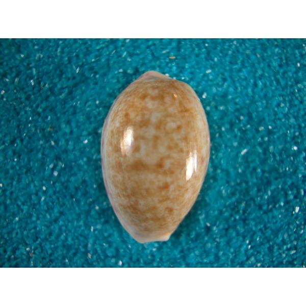 アフリカスソムラサキダカラCypraea chinensis sub, violacea, 2,48cm F++/GEM