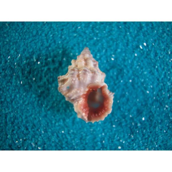 オハグロオキニシBursa rhodostoma　Indonesia　   2,08cm  F++/GEM